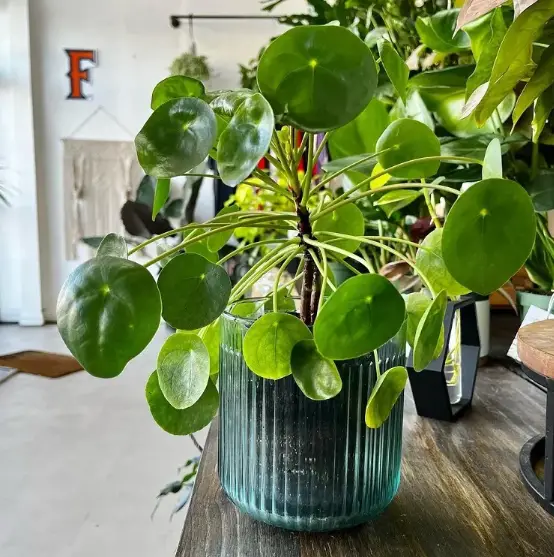 HOW TO TAKE CARE OF A PILEA? 7 CARE TIPS TO ENJOY THIS LUCKY PLANT ...