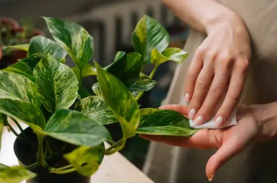 STICKY LEAVES ON HOUSEPLANTS: WHY? 3 CAUSES AND THEIR EASY SOLUTIONS ...