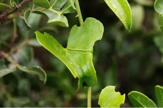 STICKY LEAVES ON HOUSEPLANTS: WHY? 3 CAUSES AND THEIR EASY SOLUTIONS ...