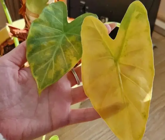 COLOCASIA: WHY DO TARO LEAVES TURN YELLOW? THE RIGHT ACTIONS TO SAVE ...
