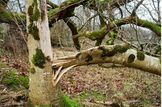 WHEN TO CUT DOWN A DEAD TREE? TIPS, RULES AND IMPLEMENTATION – Plants ...