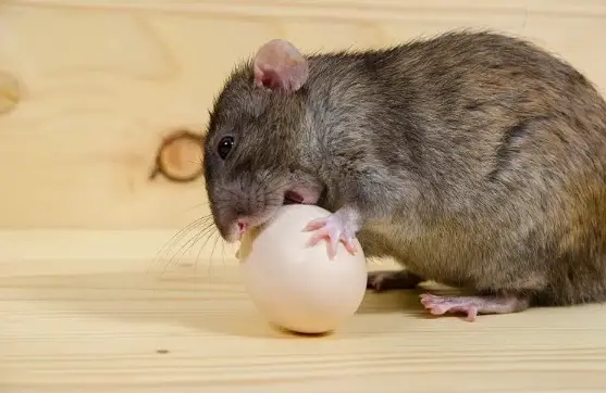 WHY DO CHICKENS ATTRACT RATS? HOW TO KEEP THEM AWAY ONCE AND FOR ALL ...