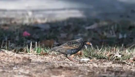 WHAT SCARES STARLINGS AWAY? 4 TIPS TO CHASE THEM AWAY FROM BIRD FEEDERS ...
