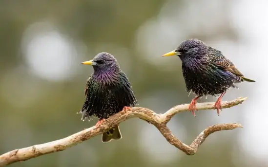 WHAT SCARES STARLINGS AWAY? 4 TIPS TO CHASE THEM AWAY FROM BIRD FEEDERS ...