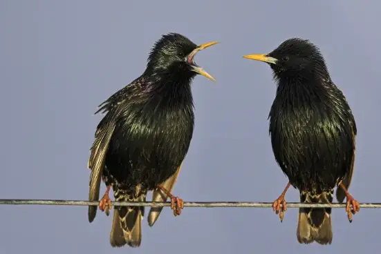 WHAT SCARES STARLINGS AWAY? 4 TIPS TO CHASE THEM AWAY FROM BIRD FEEDERS ...