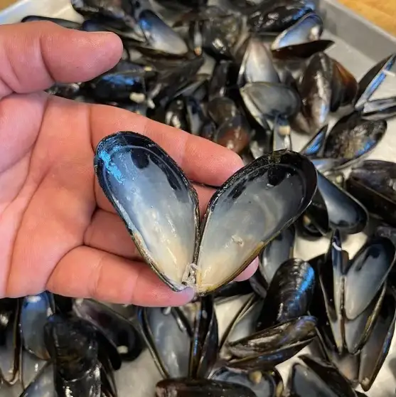 CAN MUSSEL SHELLS BE COMPOSTED AND HOW? WHAT ARE THE BENEFITS AND RISKS ...