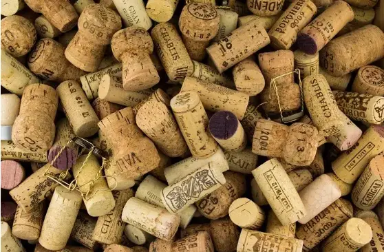 WHY PUT CORKS IN PLANTS? 4 REASONS, 4 USES – Plants and Garden Tips