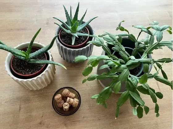 WHY PUT CORKS IN PLANTS? 4 REASONS, 4 USES – Plants and Garden Tips