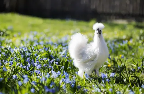 BREEDS OF ORNAMENTAL CHICKENS: OUR TOP 5 TO ADD A TOUCH OF CHEERFULNESS ...
