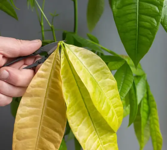 YELLOW PACHIRA LEAVES: WHY AND WHAT TO DO? DISCOVER THE 4 MOST COMMON ...