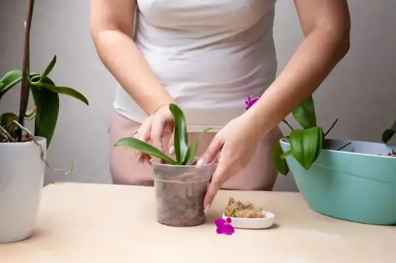 HOW TO SOAK YOUR ORCHID? WHEN AND FOR HOW LONG? FOLLOW THESE 6 SIMPLE ...