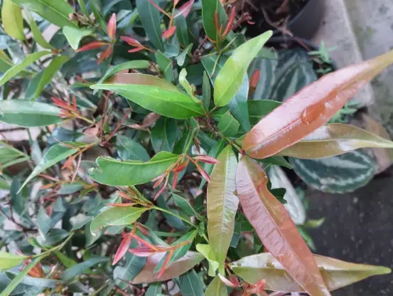 WHY DO PHOTINIA LEAVES TURN YELLOW? WHAT OTHER ILLNESSES CAN AFFECT IT ...