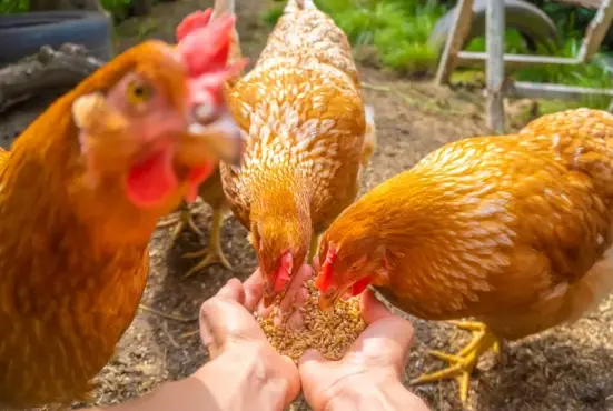 HOW TO DEWORM A CHICKEN WITH GARLIC AND OTHER EFFECTIVE NATURAL ...