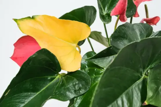 HOW TO RECOVER AN ANTHURIUM THAT IS YELLOWING? USEFUL TIPS, PREVENTION ...