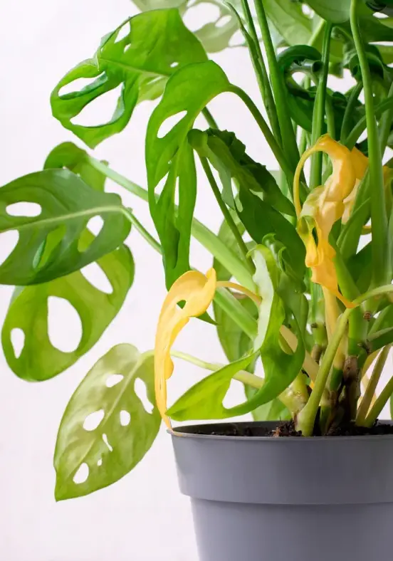 MONSTERA WITH YELLOW LEAVES: WHAT ARE THE CAUSES AND HOW TO FIX IT ...