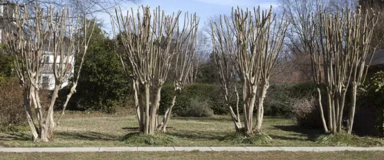 DOES THE INDIAN LILAC FEAR FROST? CAN IT BE GROWN ANYWHERE IN FRANCE ...