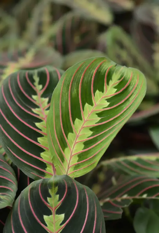 HOW TO TAKE MARANTA CUTTINGS? WHAT SIMPLE MAINTENANCE SHOULD YOU OFFER ...