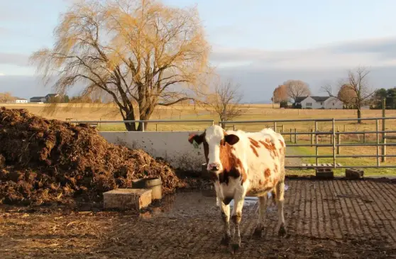 HOW TO USE COW MANURE IN THE GARDEN? HOW TO PREPARE IT YOURSELF VIA ...