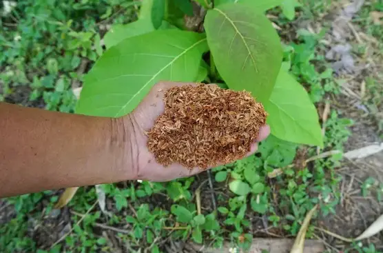 HOW TO USE SAWDUST IN THE GARDEN? 4 PRACTICAL USES THAT WILL AMAZE YOU ...
