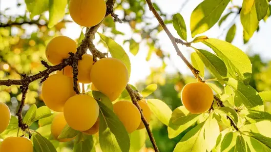 HOW TO PRUNE A PLUM TREE IN WINTER? THE RIGHT METHOD IN 4 SIMPLE STEPS ...