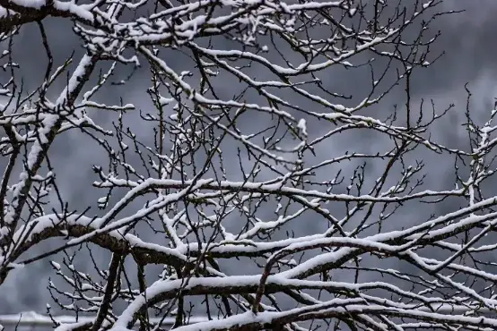 HOW TO PRUNE A PLUM TREE IN WINTER? THE RIGHT METHOD IN 4 SIMPLE STEPS ...