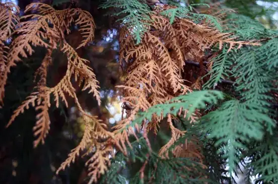 WHY DOES MY THUJA TURN BROWN IN WINTER? WHAT ARE THE CAUSES AND ...