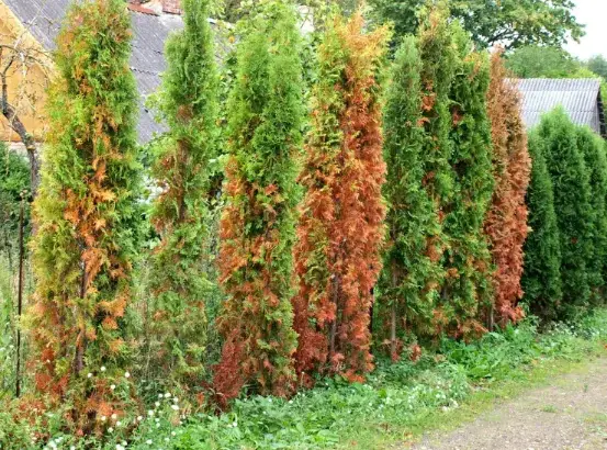 WHY DOES MY THUJA TURN BROWN IN WINTER? WHAT ARE THE CAUSES AND ...