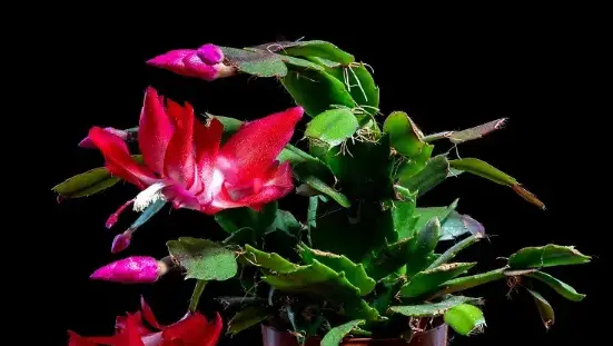 AERIAL ROOTS ON THE CHRISTMAS CACTUS? MISTAKES TO AVOID TO SUCCESSFULLY ...