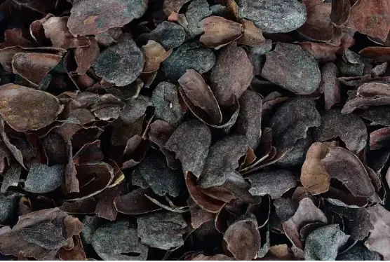 HOW TO USE COCOA HUSKS IN THE GARDEN? DO THEY MAKE A GOOD FERTILIZER ...