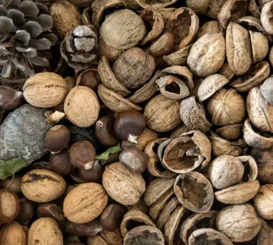 HOW TO USE WALNUT SHELLS IN THE GARDEN? 5 PRACTICAL IDEAS FOR RECYCLING ...