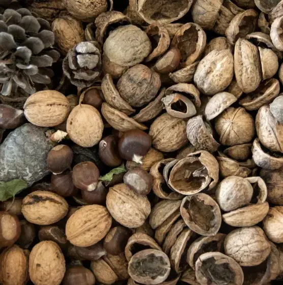 HOW TO USE WALNUT SHELLS IN THE GARDEN? 5 PRACTICAL IDEAS FOR RECYCLING ...