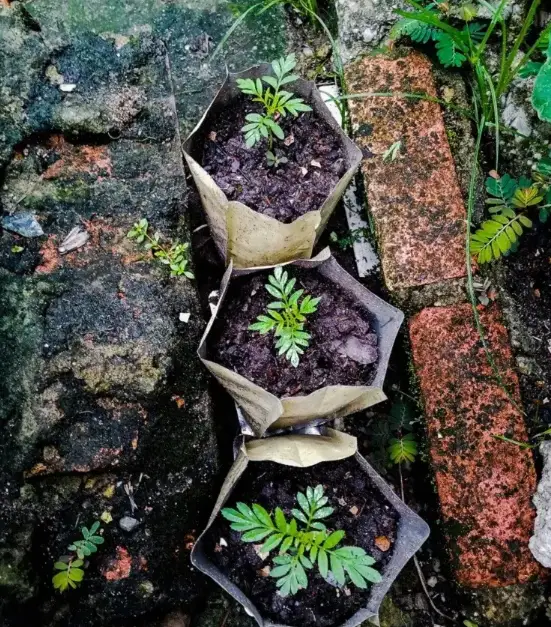 HOW TO USE TEA FOR PLANTS? 8 GOOD REASONS TO RECYCLE YOUR GARDEN ...