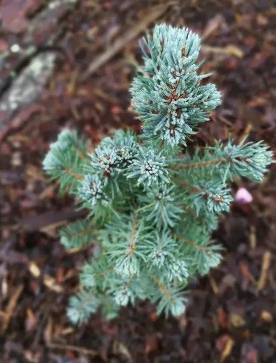 WHICH CONIFER GROWS IN THE SHADE? 5 SUNLESS TREES AND SHRUBS FOR A ...