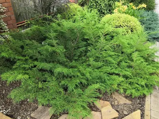 WHICH CONIFER GROWS IN THE SHADE? 5 SUNLESS TREES AND SHRUBS FOR A ...
