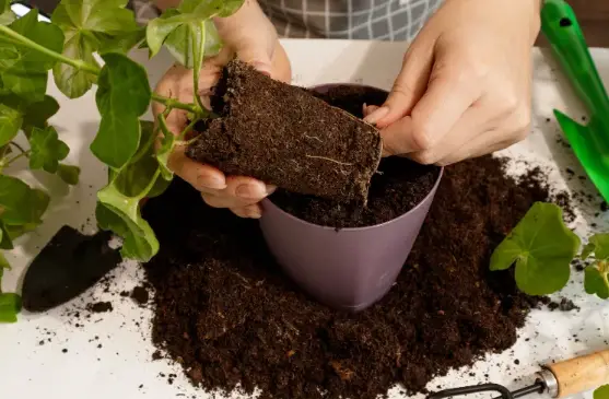 HOW TO REUSE OYSTER SHELLS IN THE GARDEN? BENEFITS + 5 RECYCLING IDEAS ...