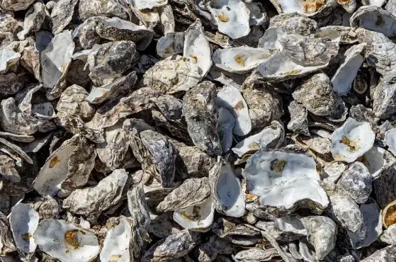 HOW TO REUSE OYSTER SHELLS IN THE GARDEN? BENEFITS + 5 RECYCLING IDEAS ...