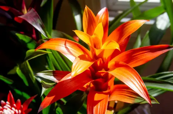 HOW TO CUT THE FADED BROMELIAD FLOWER? TIPS AND ADVICE – Plants and ...