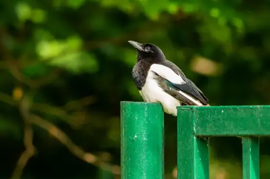 WHAT IS MAGPIES’ FAVORITE FOOD? WHAT DO THEY EAT IN WINTER? 15 THINGS ...