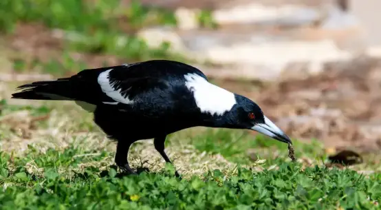 WHAT IS MAGPIES’ FAVORITE FOOD? WHAT DO THEY EAT IN WINTER? 15 THINGS ...