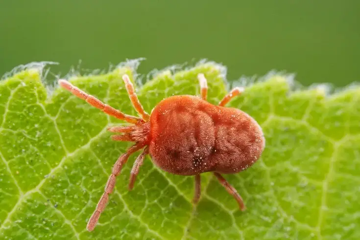 HOW TO GET RID OF RED SPIDER MITE ON PLANTS? TOP EFFECTIVE TIPS ...