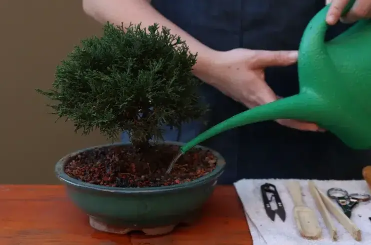 HOW TO WATER AN INDOOR POTTED BONSAI? WHAT ARE ITS WATER NEEDS ...