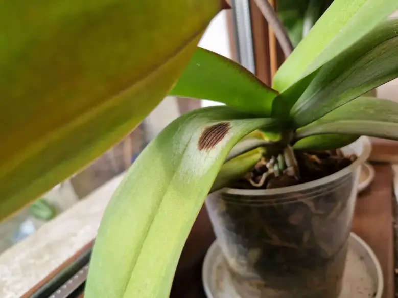 BROWN SPOTS ON ORCHID LEAVES? WHAT TO DO ? SHOULD WE BE WORRIED ...