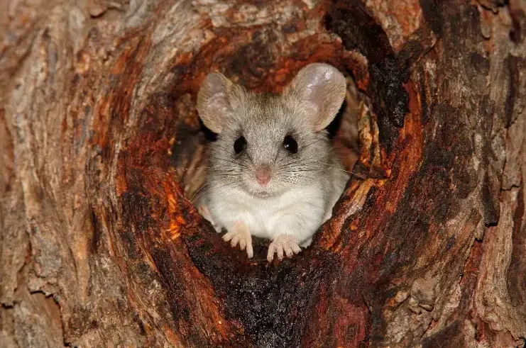 HOW TO PROTECT TREES FROM RODENTS? HOW TO KEEP THEM AWAY WITHOUT ...