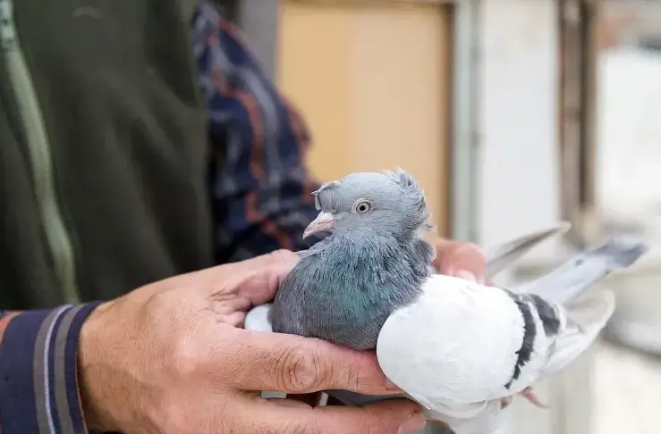 HOW TO KEEP PIGEONS AWAY PERMANENTLY? TIPS AND TRICKS THAT REALLY WORK ...