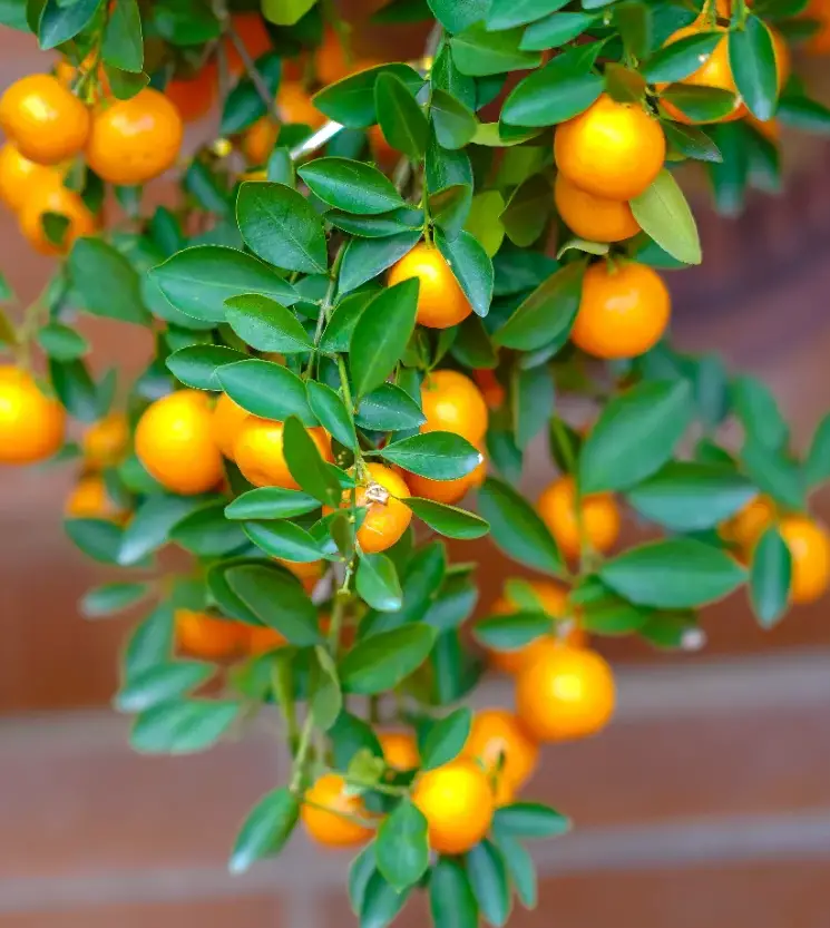 HOW TO GROW A CLEMENTINE TREE? CULTIVATION, MAINTENANCE AND WINTER ...