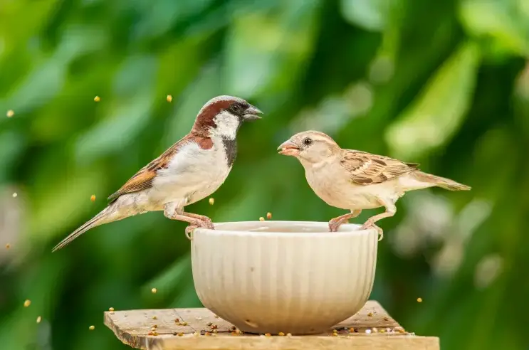 GARDEN BIRDS: HOW TO TAME A WILD SPARROW? 5 STEPS TO FOLLOW TO MAKE ...