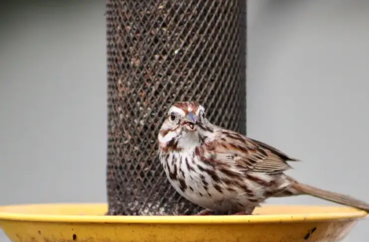 GARDEN BIRDS: HOW TO TAME A WILD SPARROW? 5 STEPS TO FOLLOW TO MAKE ...