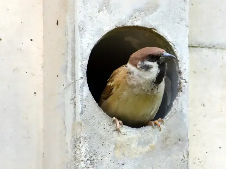 GARDEN BIRDS: HOW TO TAME A WILD SPARROW? 5 STEPS TO FOLLOW TO MAKE ...