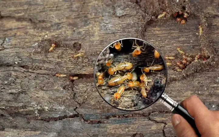 HOW TO GET RID OF TERMITES IN THE GARDEN? FOCUS ON THEIR ACTION IN ...