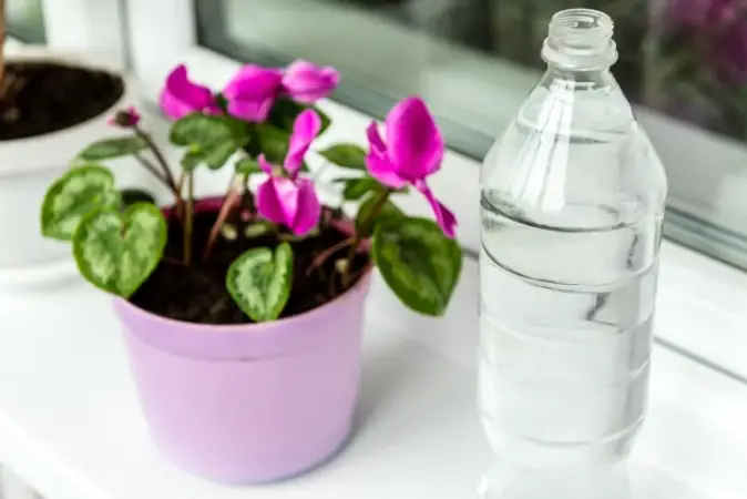 WHY IS MY CYCLAMEN DROOPING? 5 SIMPLE BUT EFFECTIVE MAINTENANCE ACTIONS ...